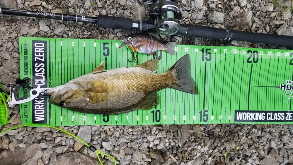 Lil piggy proto review - Grass Roots - Swimbait Underground