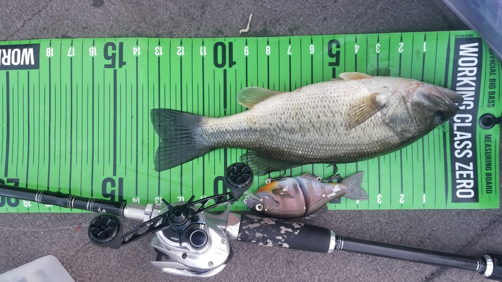 Lil piggy proto review - Grass Roots - Swimbait Underground