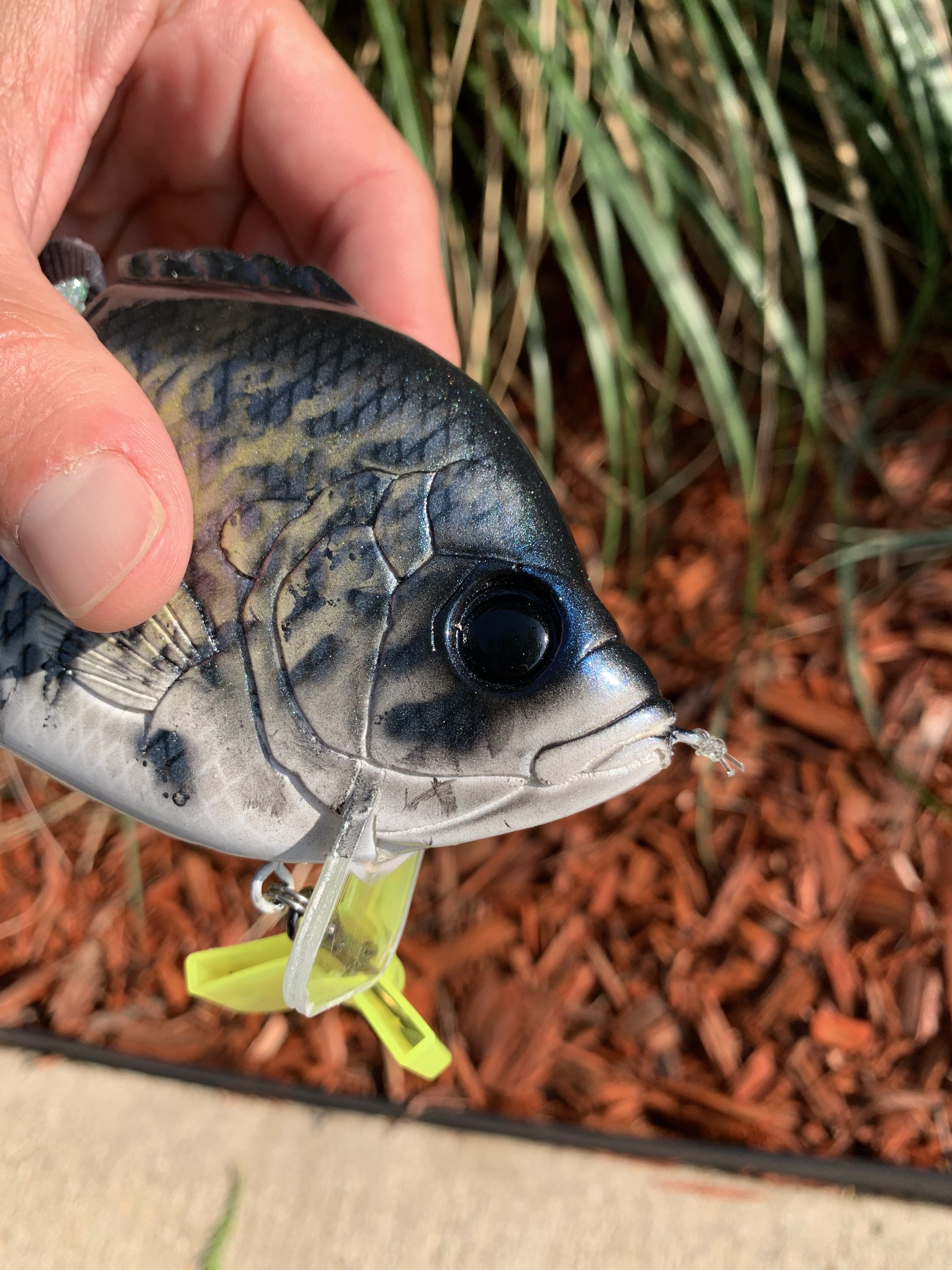 Steal on a phoney frogs - Black Market - Swimbait Underground Steal on a phoney frogs - Black Market - Swimbait Underground